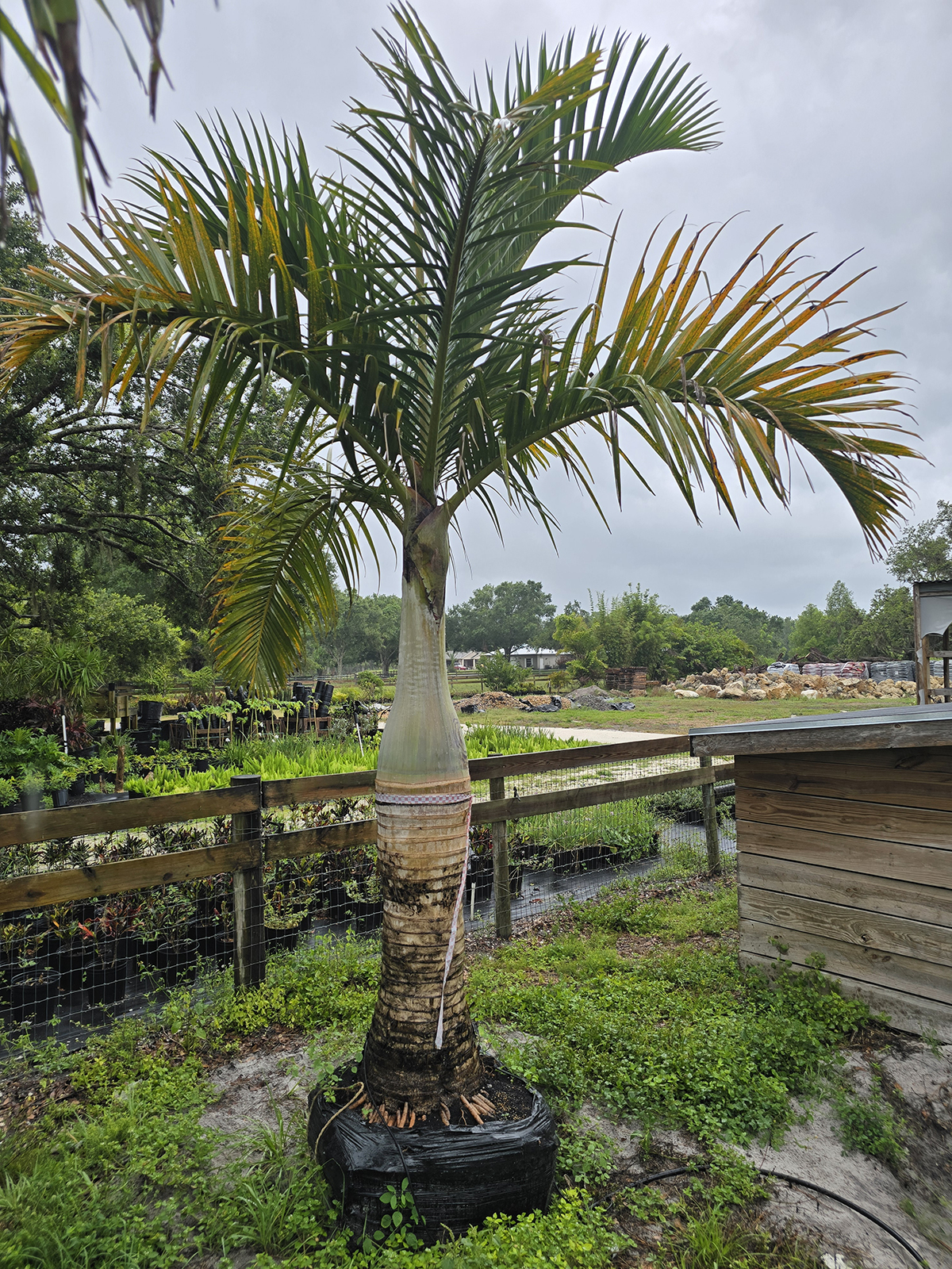 Spindle Palm - Albright Landscaping, Inc. Parrish, FL - Serving Manatee ...